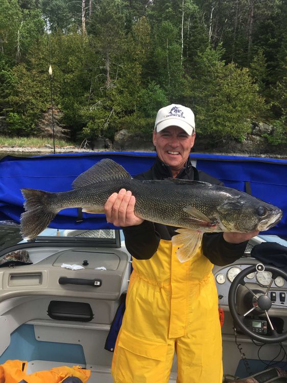 Unveiling the Depths: Walleye Swimming Patterns Explained | World Class ...