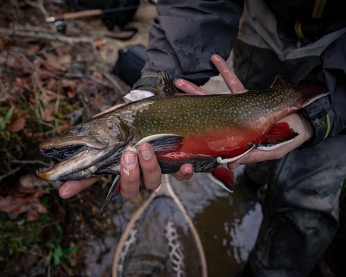 Can you eat northern pike? | World Class Fishing Resorts